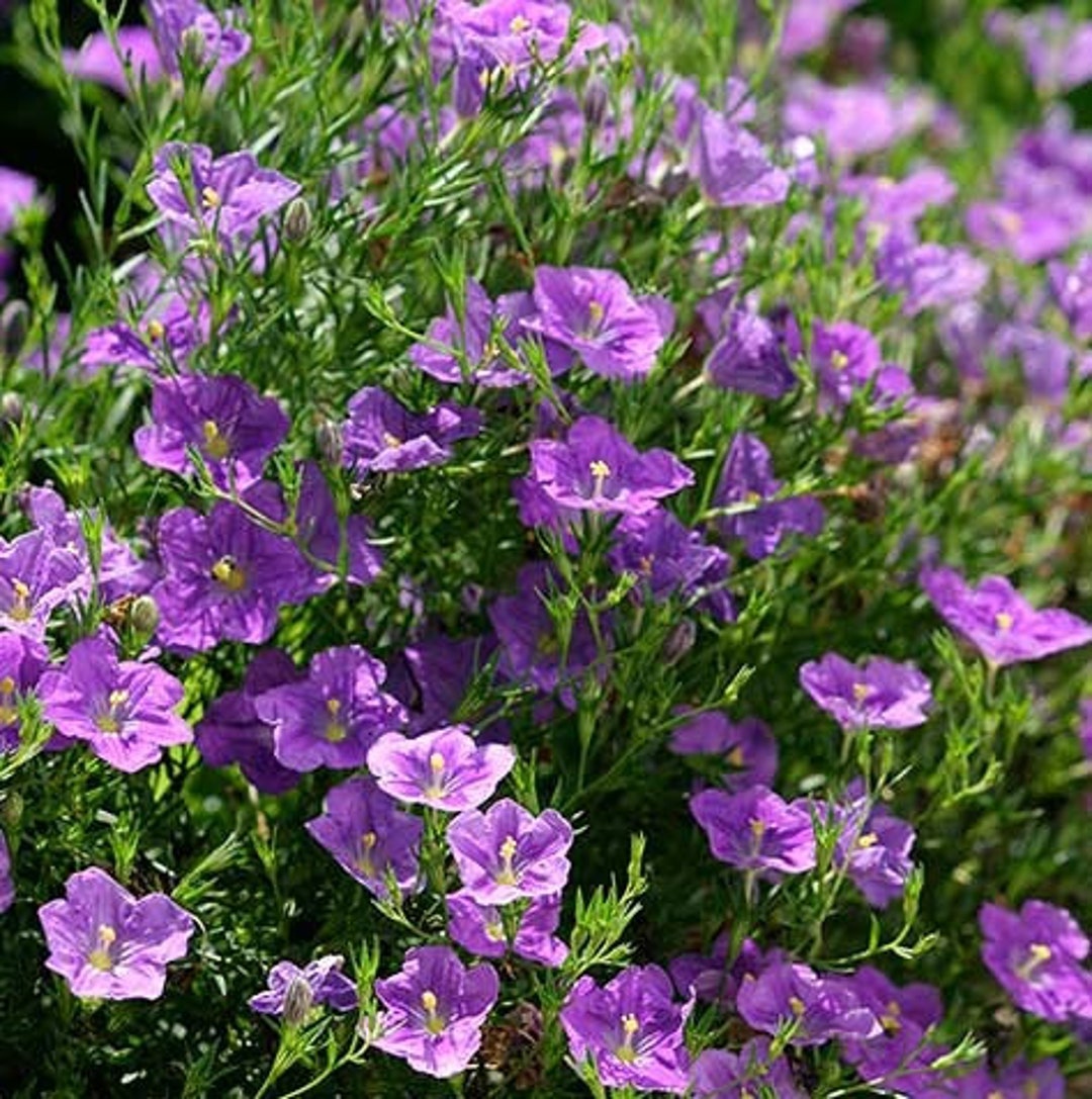 50 Pcs- Nierembergia Seeds-purple Robe Flower Seeds-nierembergia ...
