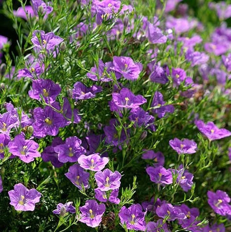 50 Pcs Nierembergia Seeds-purple Robe Flower - Etsy