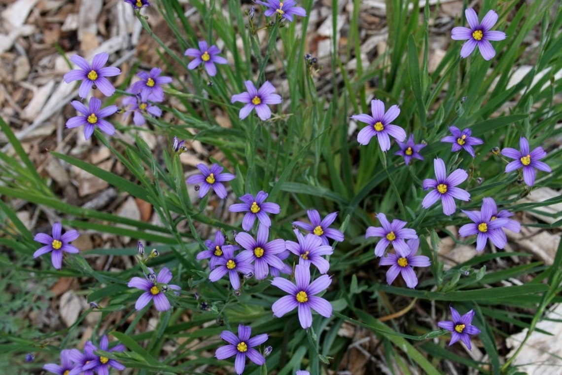 100 Pcs Western Blue Eyed Grass Seeds/ FL231/ Sisyrinchium Bellum - Etsy