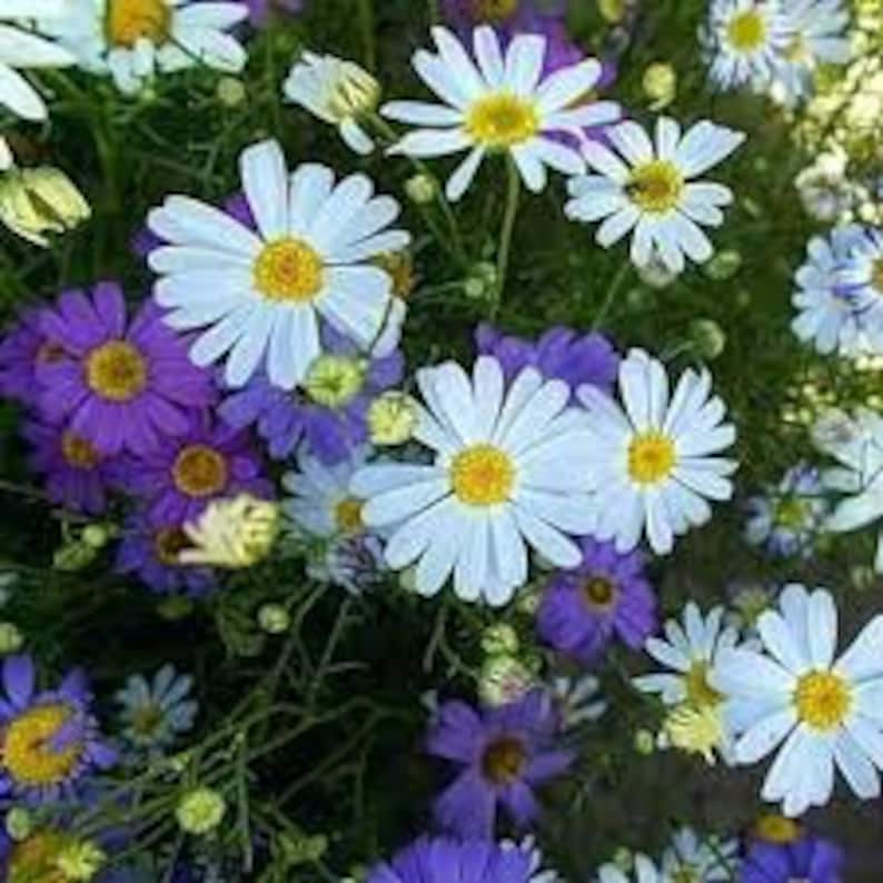 100 Swan River Daisy Mix Flower Seeds/ Brachyscome Iberidifolia Mix ...