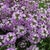 50 Pcs Deep Rose Stock Flower Seeds-matthiola Incana Ten Week Deep Rose ...