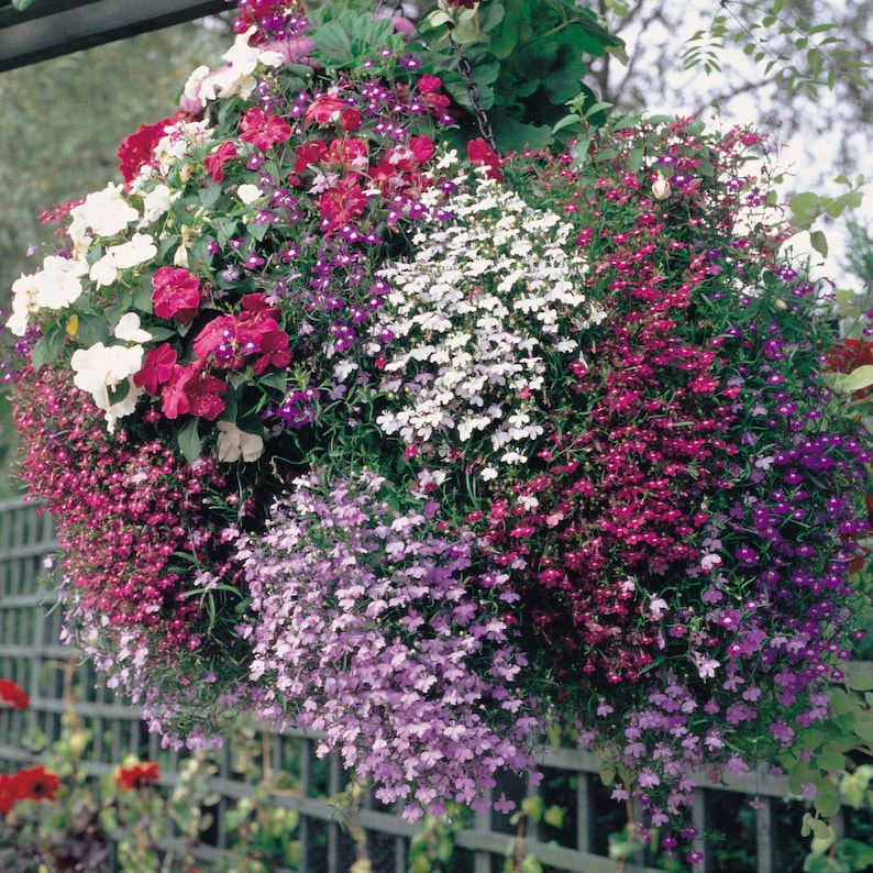 200 Pcs Lobelia Pendula Cascade Mix Seeds-lobelia - Etsy