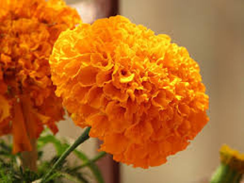 100 Pcs Marigold Brocade Flower Seed- Mixed African Marigold- TAGETES ...
