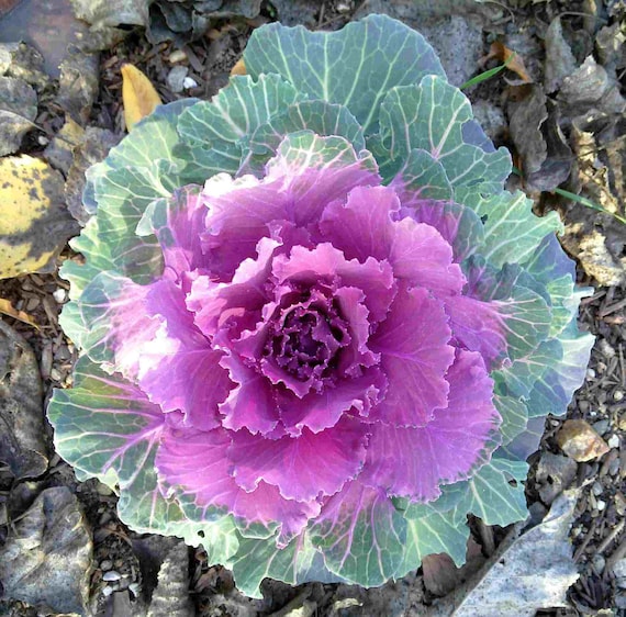 Cabbage Flower