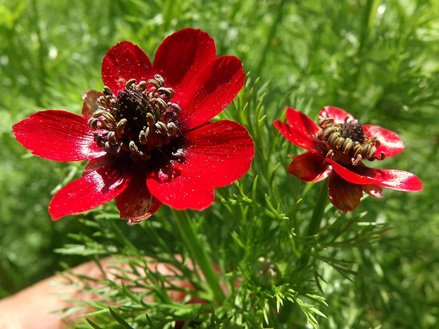 25 Pheasant's Eye Flower Seeds/adonis Aestivalis/autumn - Etsy