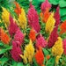 100 Pcs Celosia Plumosa Mix Seeds- Plumosa Argentia AKA Plumed ...