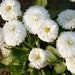 100 Pcs Bellis English Daisy White Flower Seeds- Bellis Perennis ...