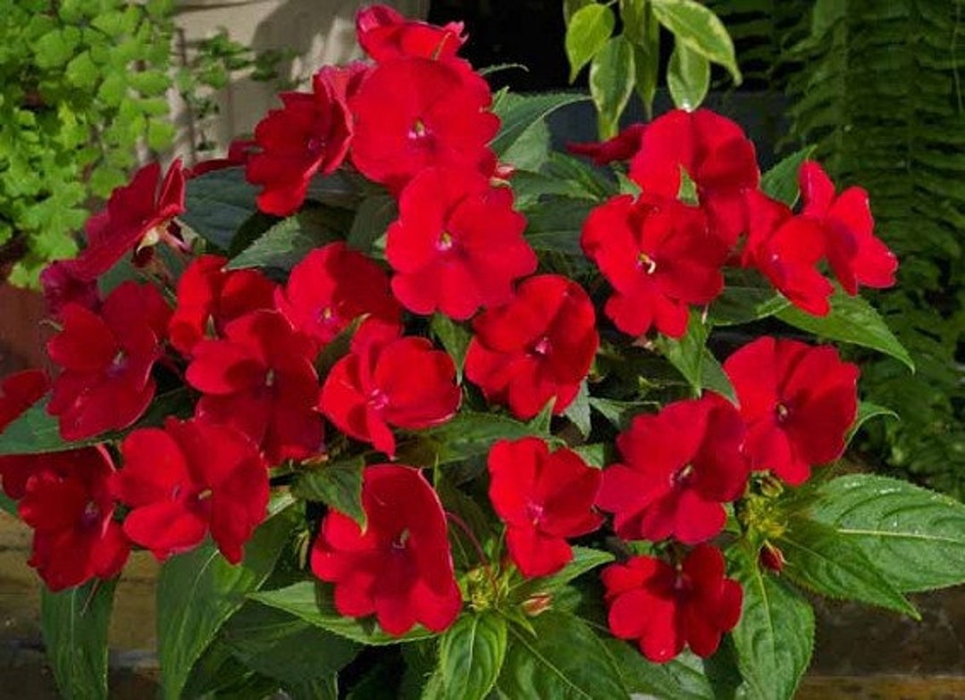 50 Pcs Impatiens Busy Lizzie Red Flower Seeds/impatiens Walleriana ...