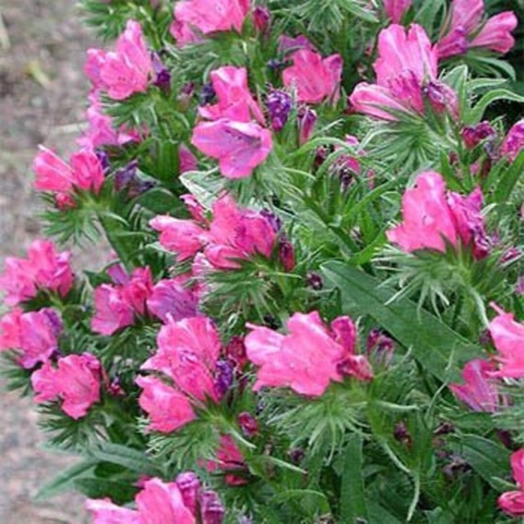 50 Rare Rose Viper's Bugloss Flower Seeds- ECHIUM PLANTAGENEUM- Rose ...