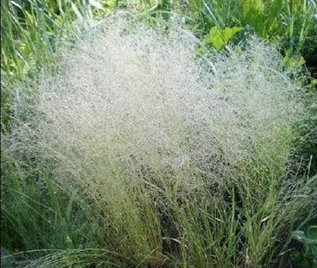 200 Cloud Grass Seeds/agrostis Nebulosa/bentgrass/drought Tolerant ...