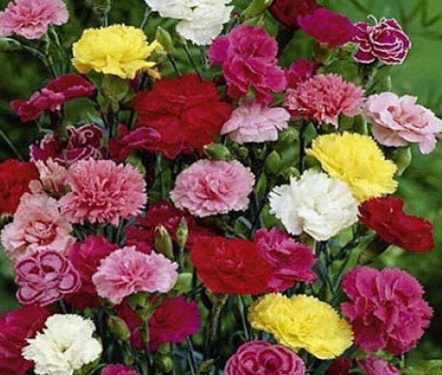 100 Pcs Giant Chabaud Carnation Mix Annual Flower Seeds- DIANTHUS ...