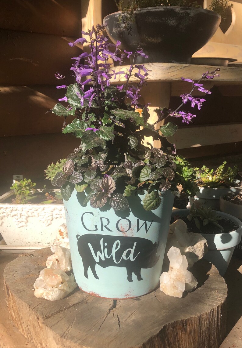 Grow Hog Wild Planter Pot Flower Pot Indoor Planter Outdoor - Etsy