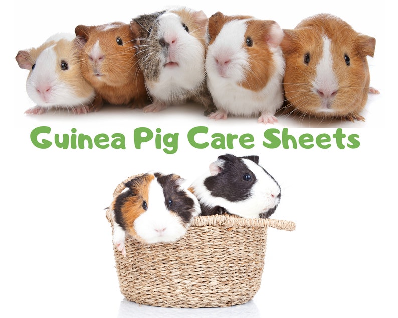 Pig Feeding Chart By Age Pdf pig-feeding-chart-by-age-pdf