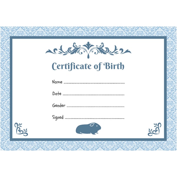 Guinea Pig Certificate - Etsy