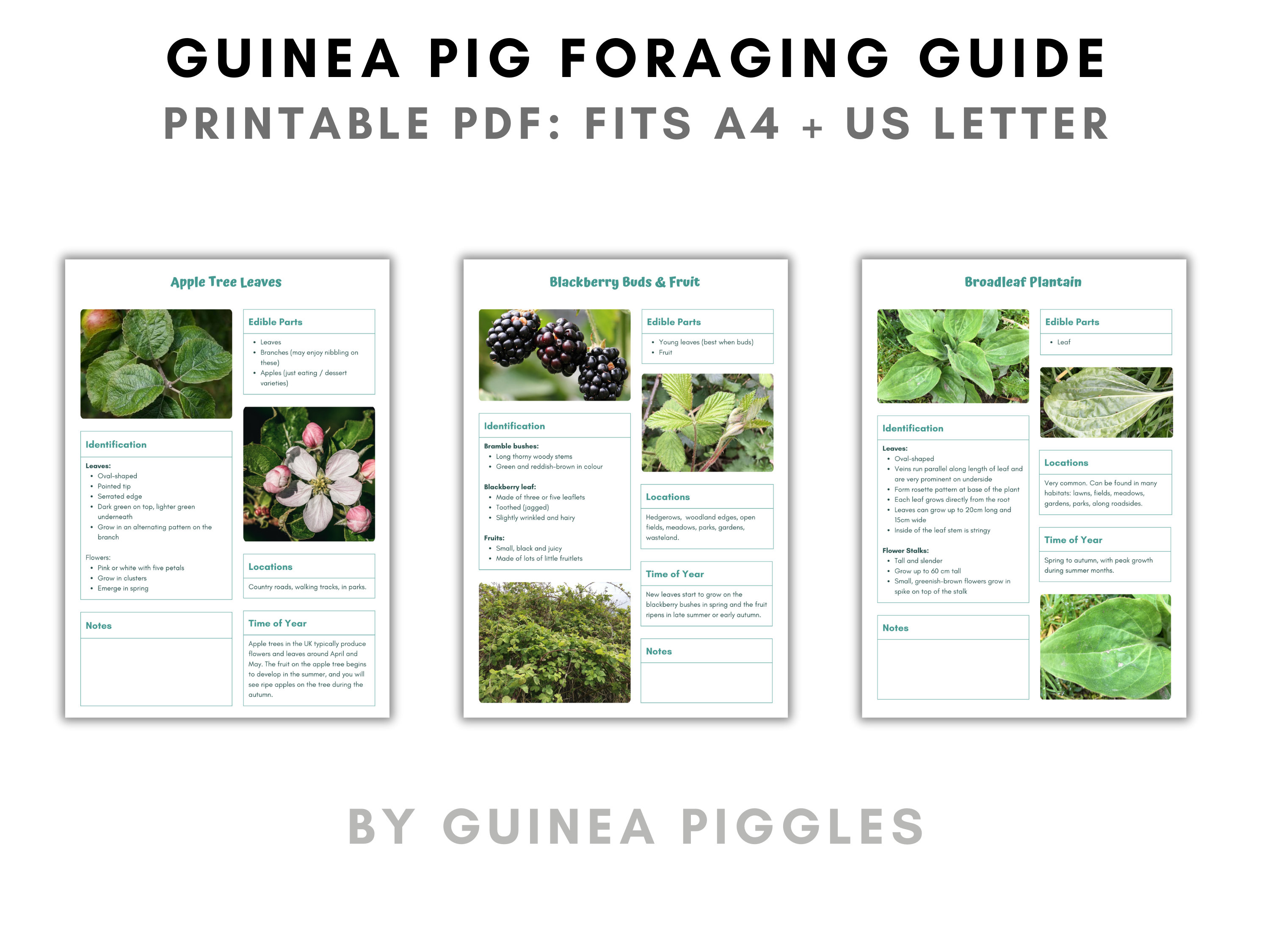 Guinea Pig Safe Wild Food & Weeds Foraging Guide | Plant Identification ...