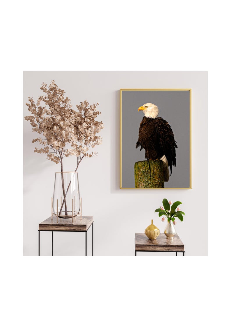 Bird Photography, American Bald Eagle, Nature, Wall Art, Wildlife Art ...