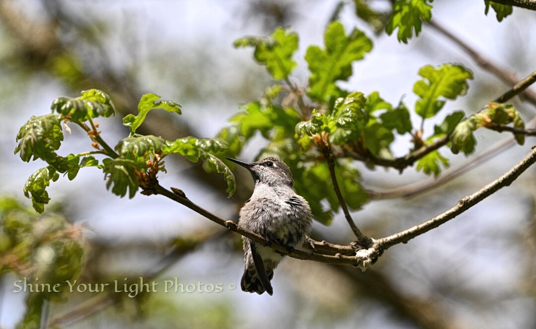 Hummingbird Fledgling, Bird Photography, Nature Photography, Pacific ...