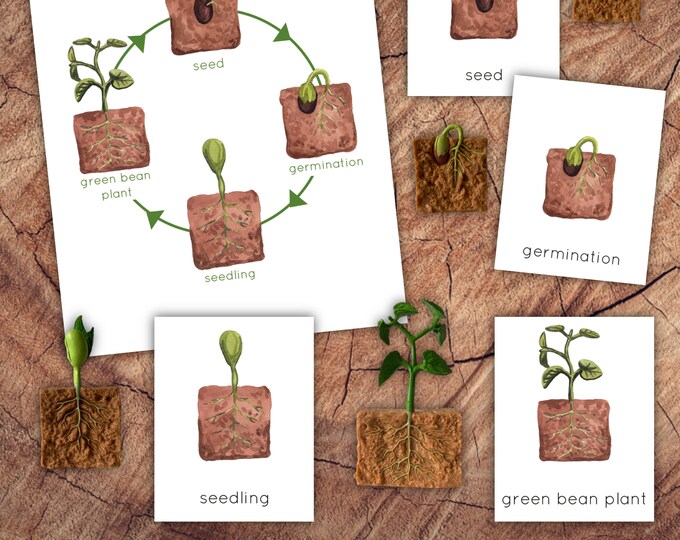 Life Cycle Green Bean Plant, DIGITAL 3 Part Cards - Etsy