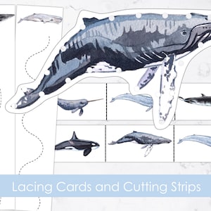 Wonderful Whales Bundle, Preschool Literacy, Math DIGITAL DOWNLOAD - Etsy