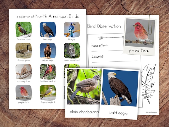North American Birds Pack With Extension - Etsy