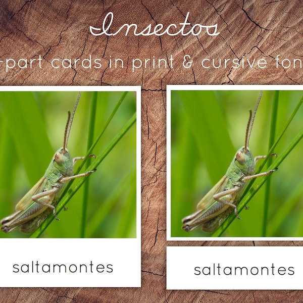 Spanish Homeschool - Etsy