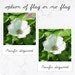 Canadian Floral Emblems 3-part Card Set DIGITAL DOWNLOAD - Etsy