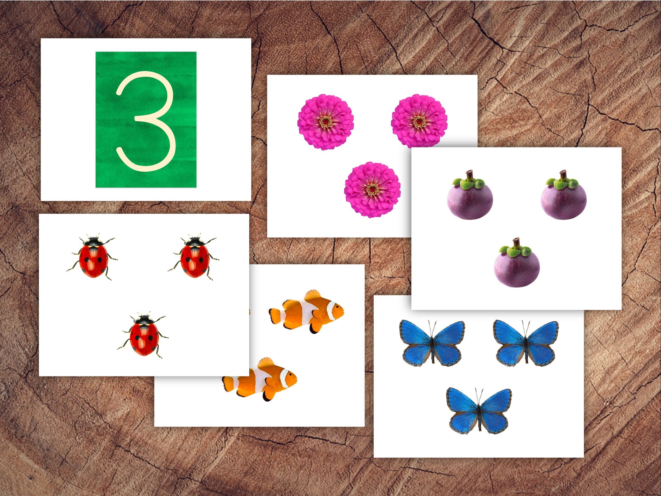 Count & Sort Quantities 1-5 Preschool Counting Number - Etsy