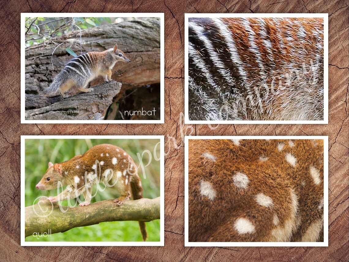 Oceania Animals Fur Skin Pattern Matching Toddler Preschool - Etsy