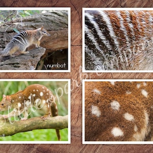 Oceania Animals Fur, Skin Pattern Matching, Toddler Preschool Activity ...