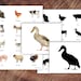 Farm Shadow Matching Cards, Silhouette Matching, Toddler Preschool ...