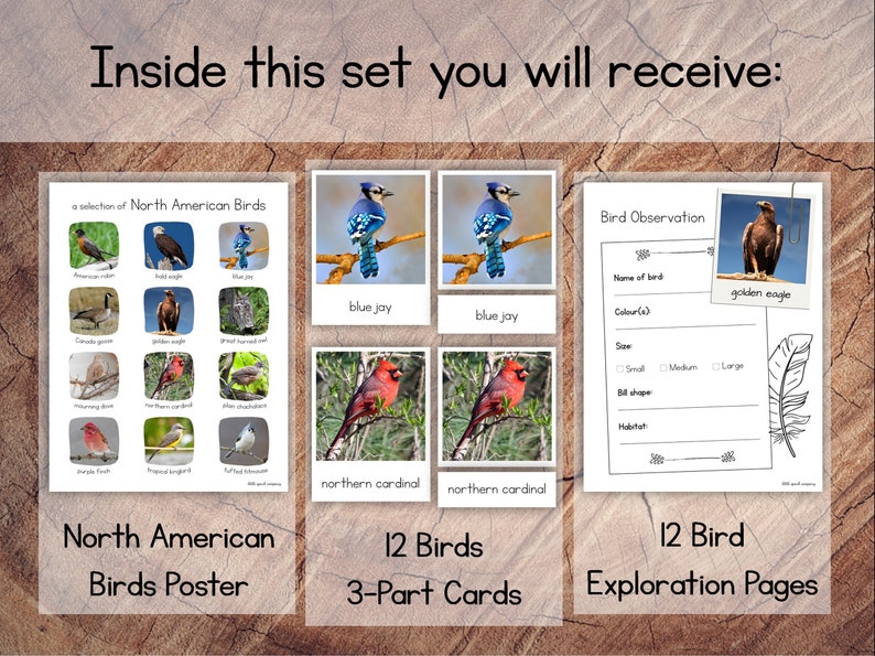 North American Birds Pack With Extension - Etsy