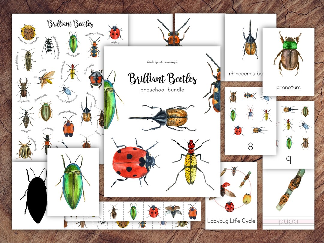 Brilliant Beetles Preschool Bundle, Homeschool Printable - Etsy