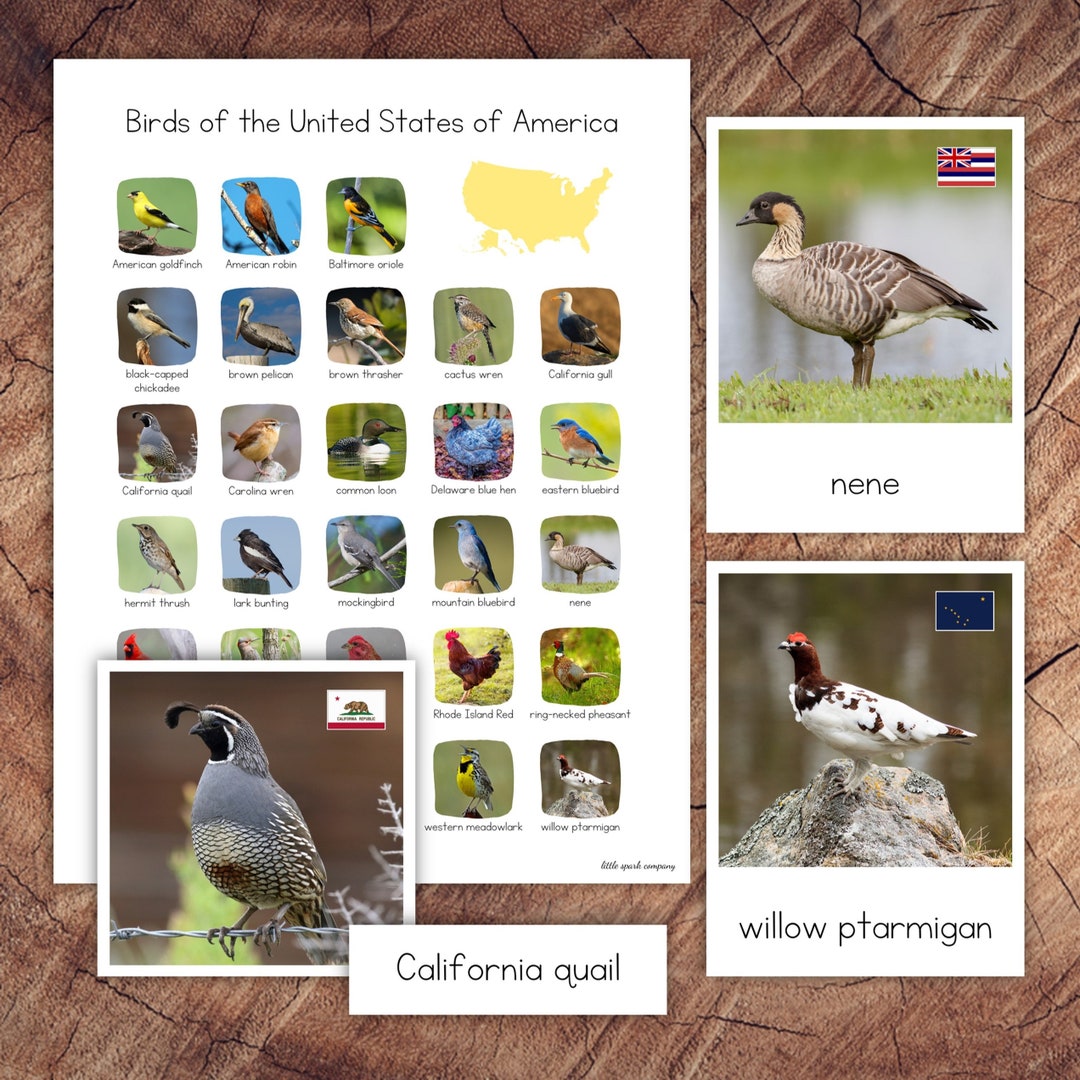 US State Birds 3-part Card Set - DIGITAL DOWNLOAD - Etsy