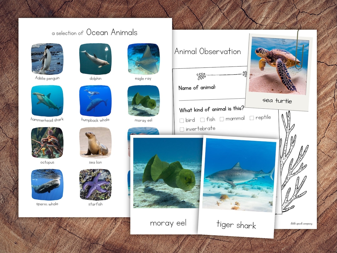 Ocean Animals Pack With Extension - Etsy