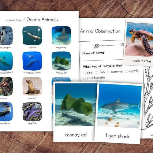 Arctic Animals Pack With Extension - Etsy