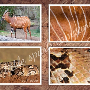 African Animals Fur, Skin Pattern Matching, Toddler Preschool Activity ...