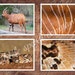 African Animals Fur, Skin Pattern Matching, Toddler Preschool Activity ...