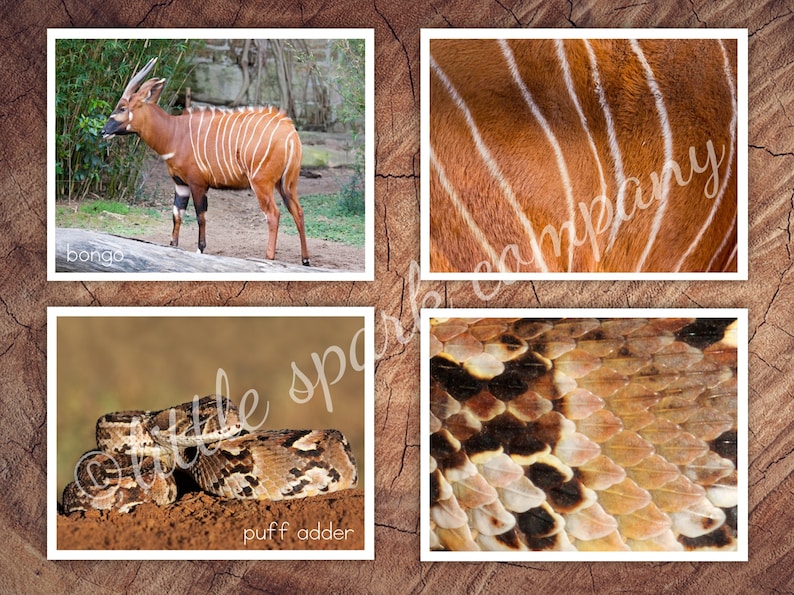 African Animals Fur, Skin Pattern Matching, Toddler Preschool Activity ...