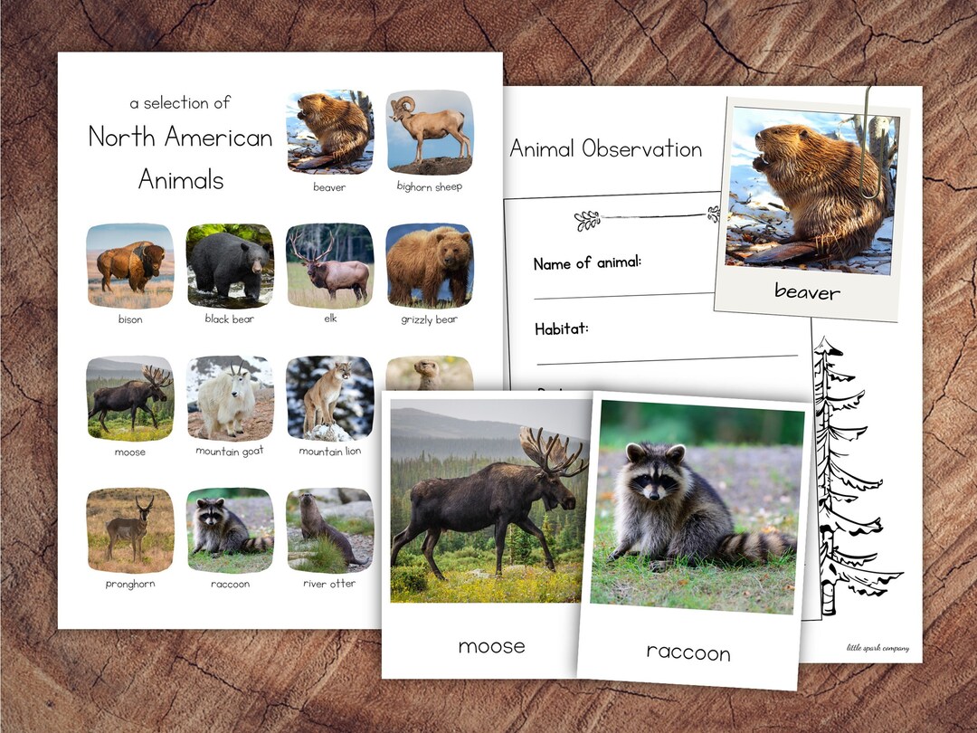 North American Animals Pack With Extension - Etsy