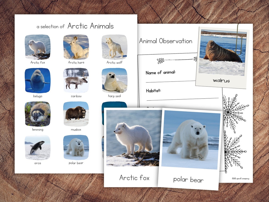 Arctic Animals Pack With Extension - Etsy