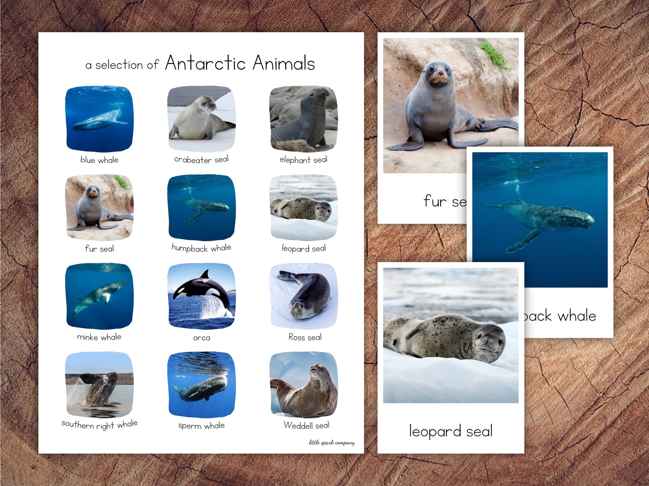 Antarctic Animals Pack With Extension - Etsy