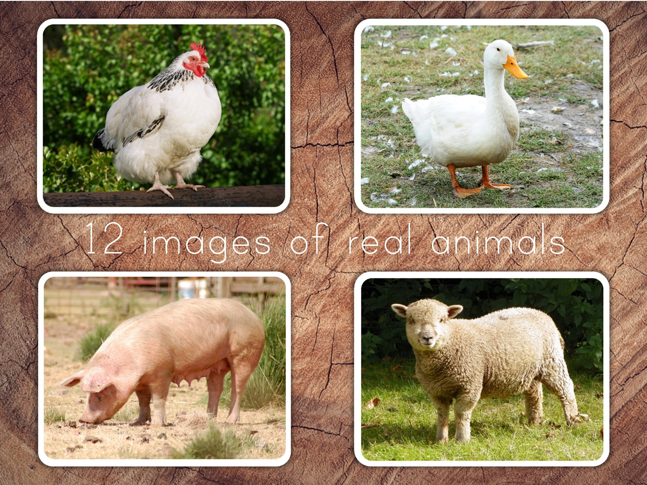 Farm Animals Picture Matching Cards Toddler Preschool | Etsy