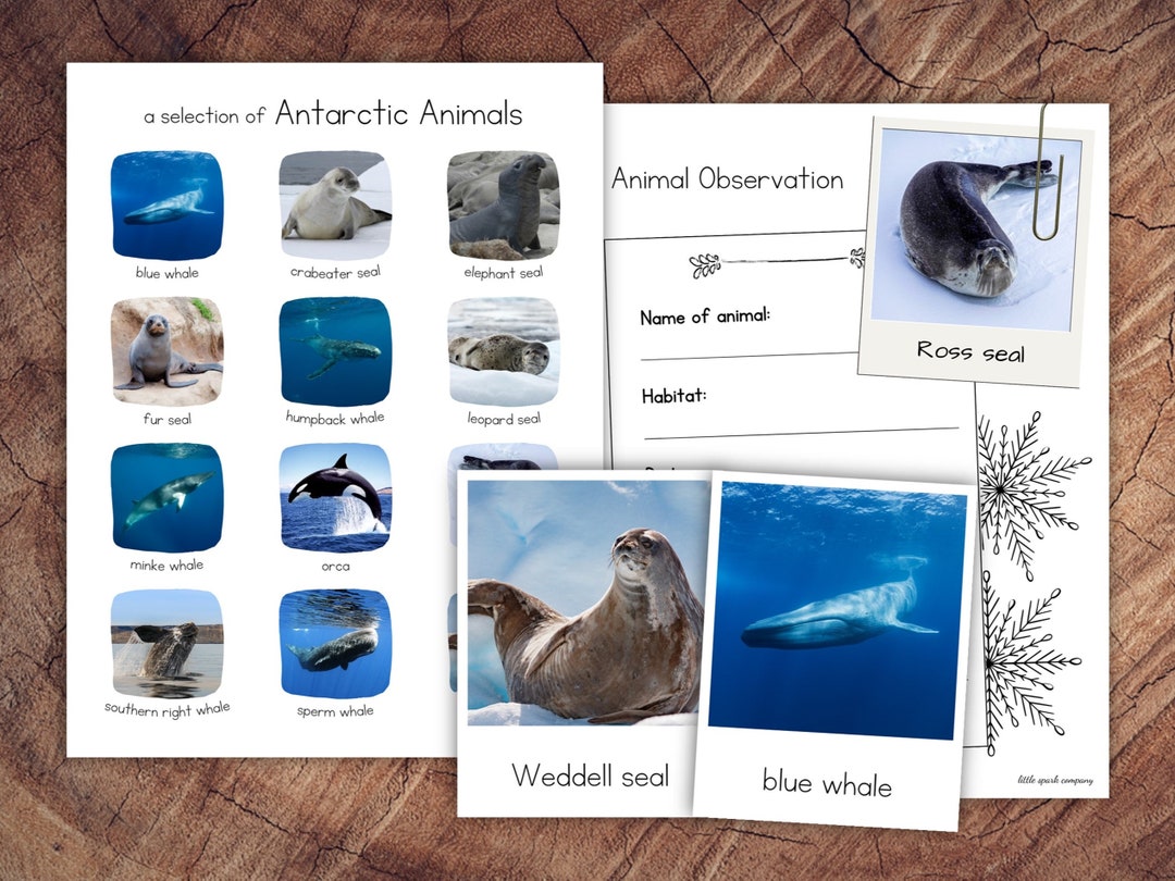 Antarctic Animals Pack With Extension - Etsy