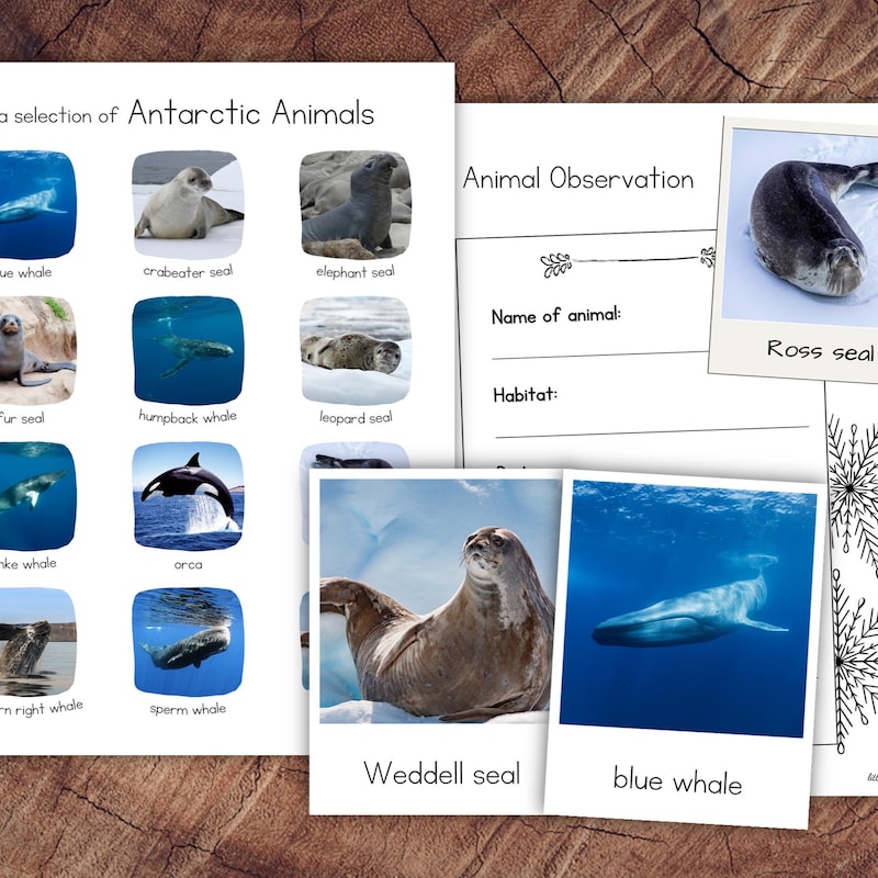 Antarctic Penguin Poster - Etsy