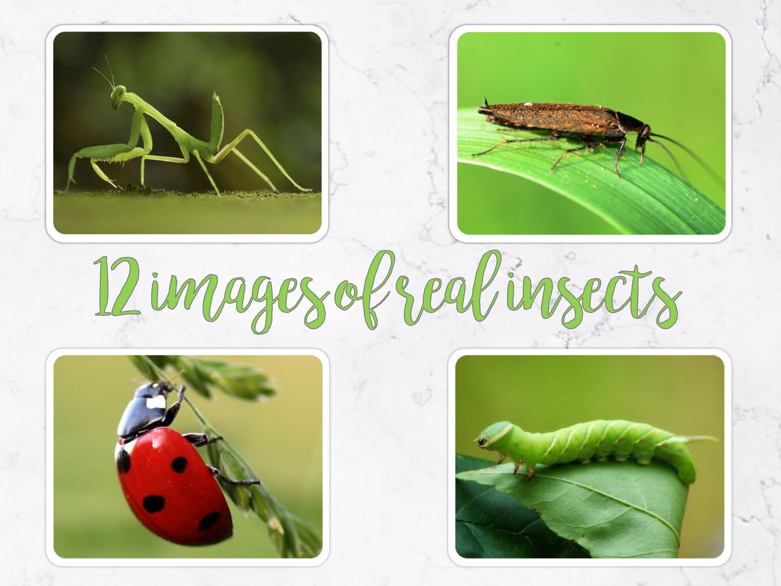Insects Picture Matching Cards Toddler Preschool Activity | Etsy