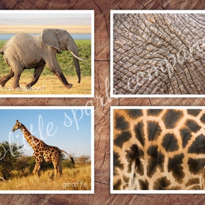 African Animals Fur, Skin Pattern Matching, Toddler Preschool Activity ...