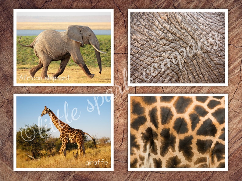 African Animals Fur Skin Pattern Matching Toddler Preschool - Etsy