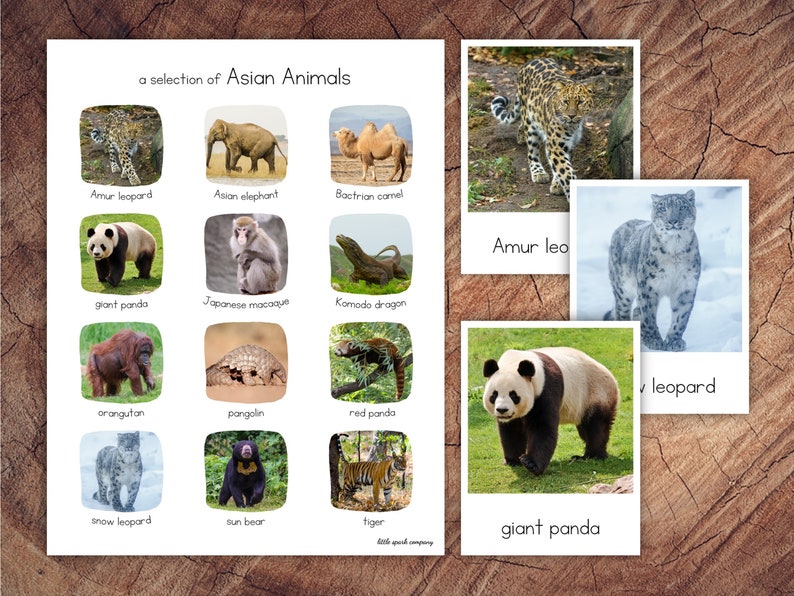 Asian Animals Pack With Extension - Etsy