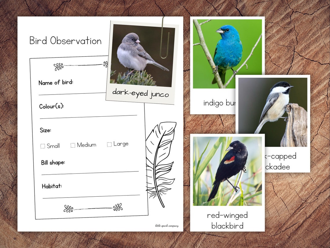 North American Backyard Birds Pack With Extension - Etsy