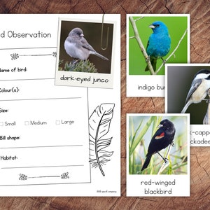 North American Backyard Birds Pack With Extension - Etsy